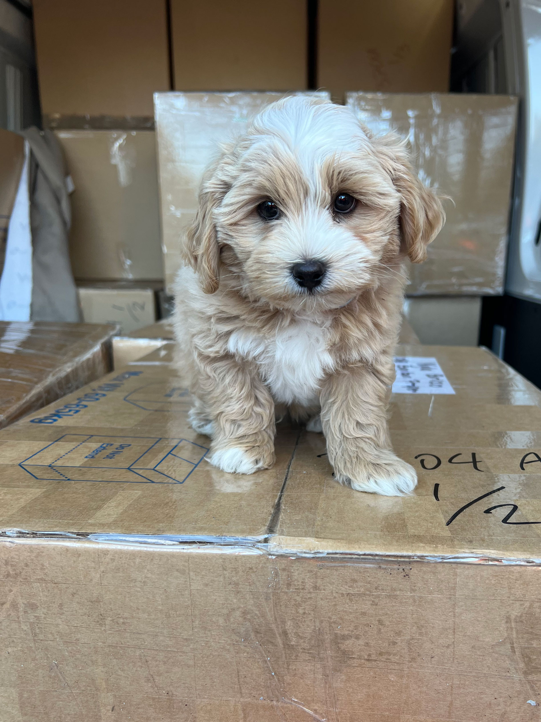 About - Rolling Express